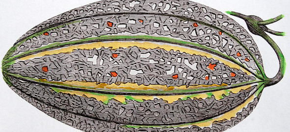 Melon de Honfleur – Étonnant melon | Montviette Nature en Pays d'Auge